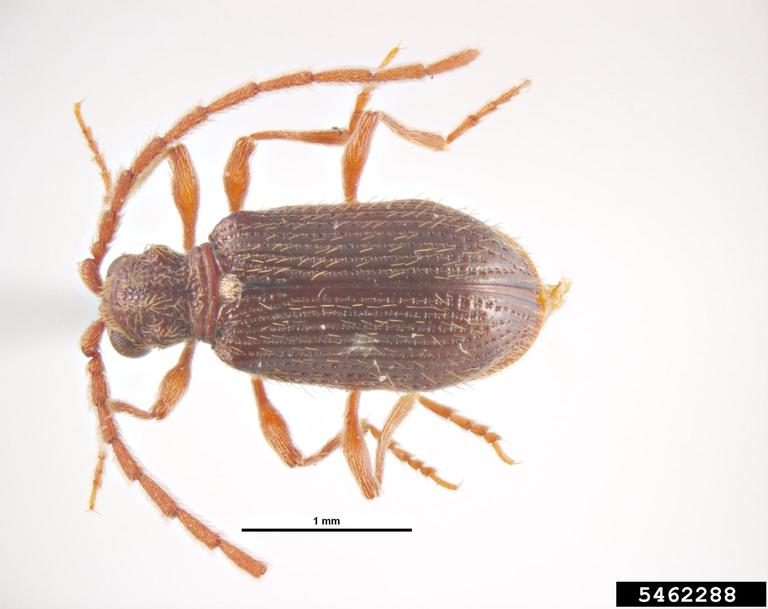 spider beetle (Ptinus pilosus P.W.J. Müller, 1821)