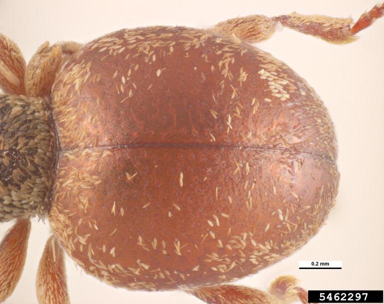 spider beetle (Sphaericus gibboides)