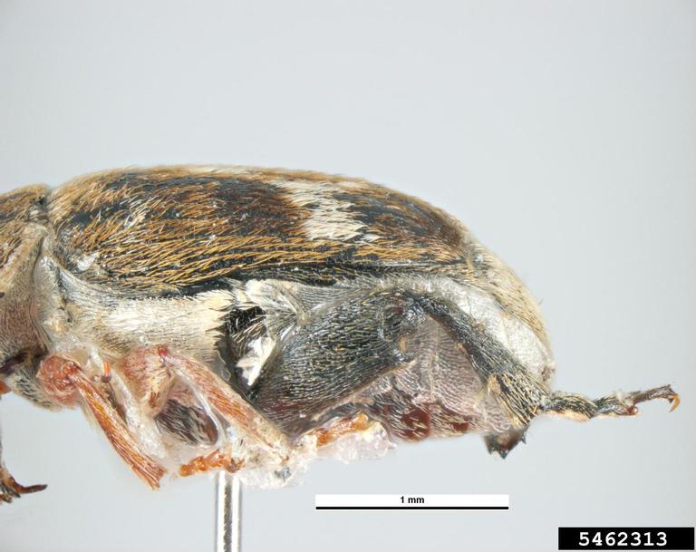 lentil bruchid (Bruchus signaticornis Gyllenhal, 1833)