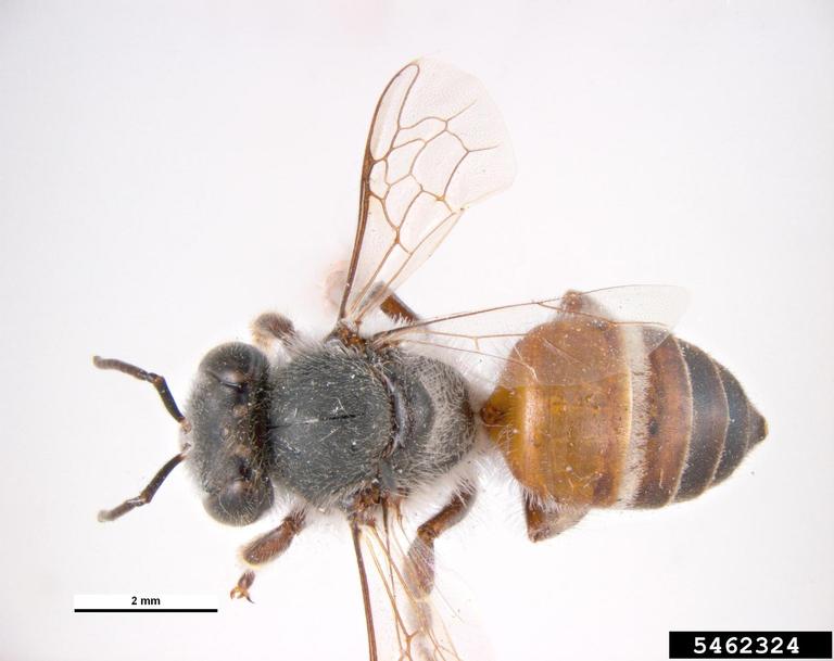 dwarf honey bee (Apis florea Fabricius)