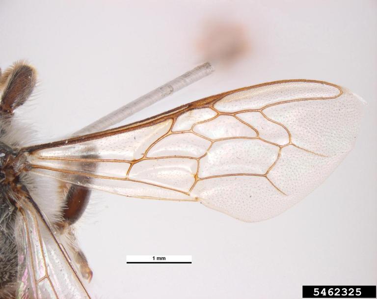 dwarf honey bee (Apis florea Fabricius)