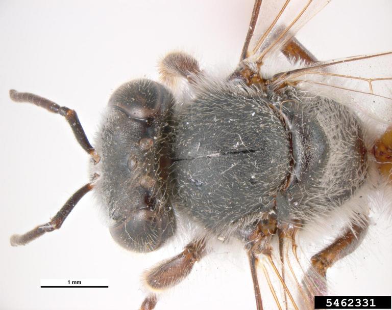 dwarf honey bee (Apis florea Fabricius)