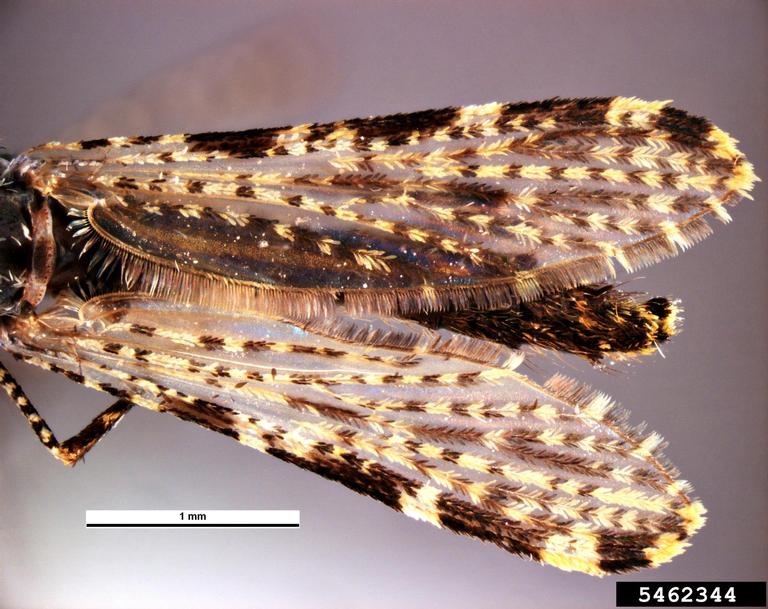 anopheles mosquito (Anopheles farauti)