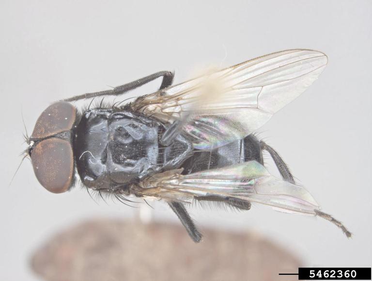 spinigera bushfly (Hydrotaea spinigera (Stein, 1910))