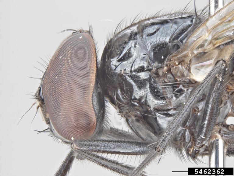 spinigera bushfly (Hydrotaea spinigera (Stein, 1910))