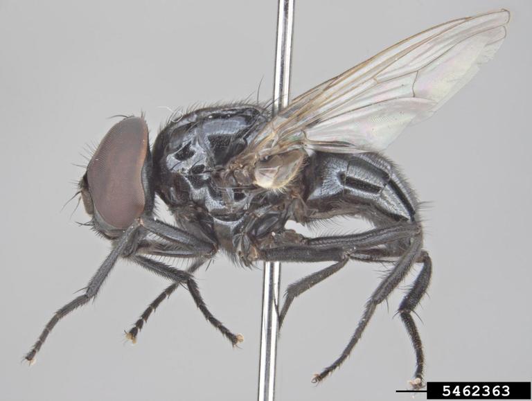 spinigera bushfly (Hydrotaea spinigera (Stein, 1910))