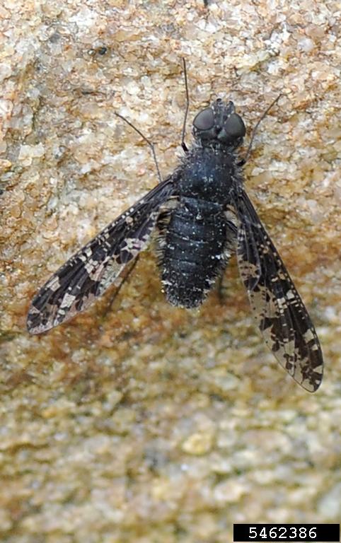 bee fly (Anthrax irroratus)