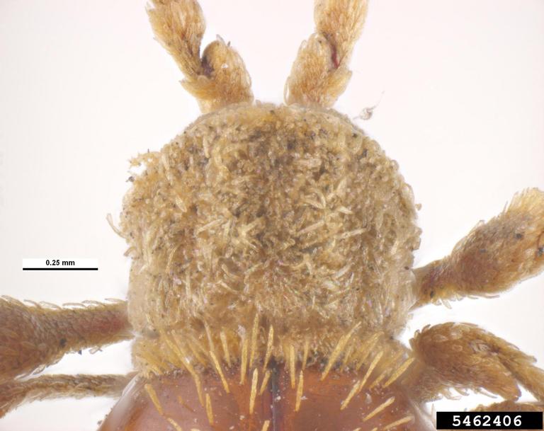 shiny spider beetle (Mezium affine Boieldieu, 1856)