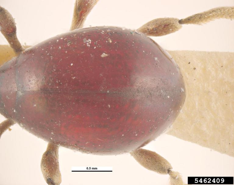 smooth spider beetle (Gibbium psylloides (Czempinski, 1778))