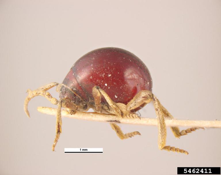Spider That Looks Like A Beetle
