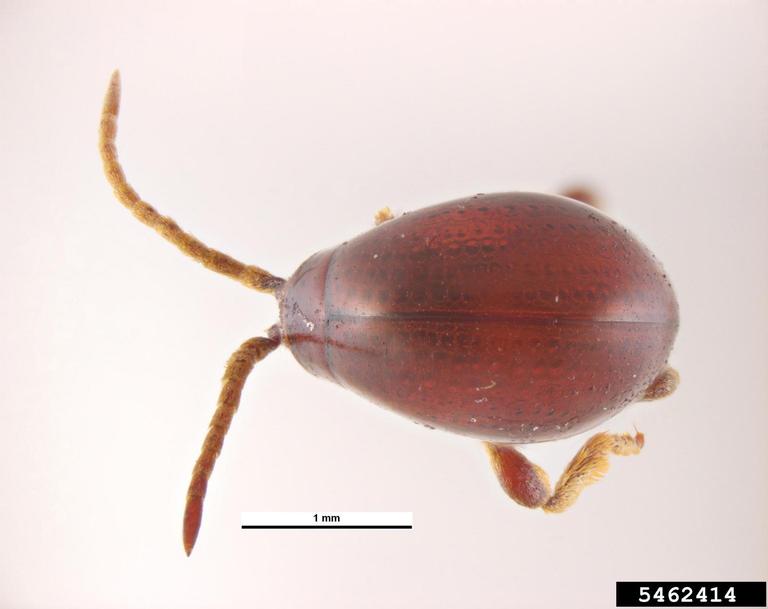 smooth spider beetle (Gibbium aequinoctiale Boieldieu, 1854)