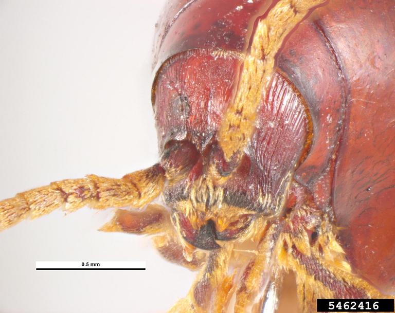 smooth spider beetle (Gibbium aequinoctiale Boieldieu, 1854)