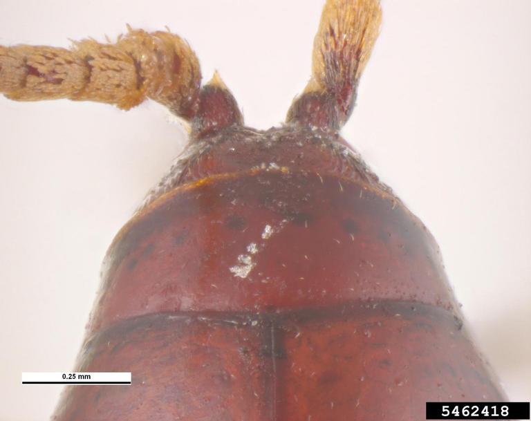 smooth spider beetle (Gibbium aequinoctiale)