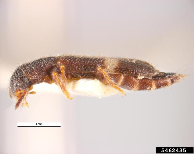 clerid beetle (Tarsostenus univittatus (Rossi, 1792))