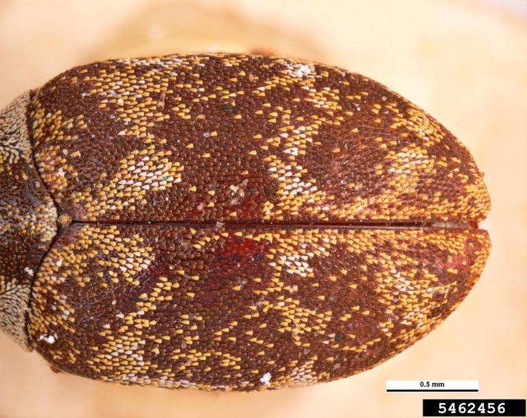 museum beetle (Anthrenus museorum (Linnaeus, 1761))