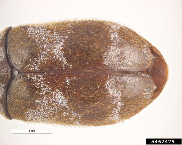 dermestid beetle (Trogoderma megatomoides Reitter, 1881)