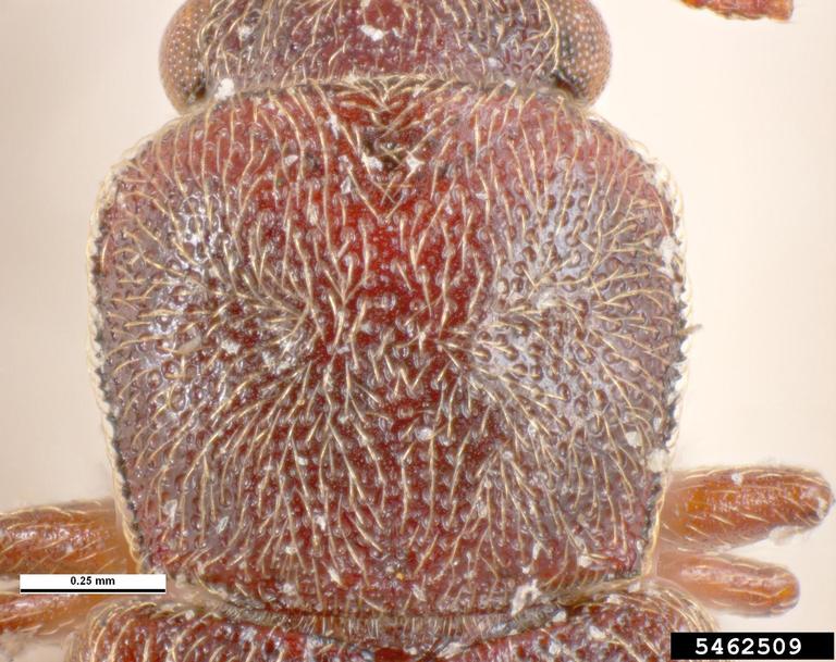 southern lyctus beetle (Lyctus carbonarius Waltl, 1832)