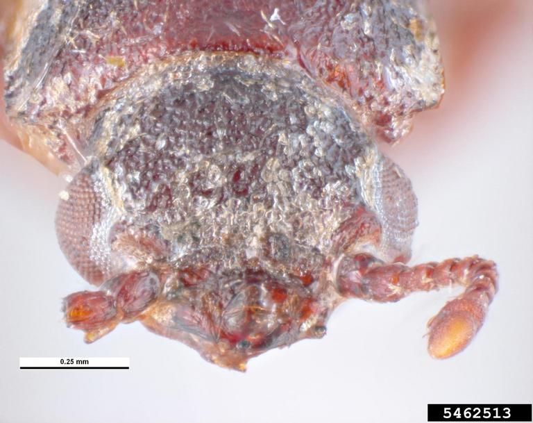 powderpost beetle (Lyctus pubescens)