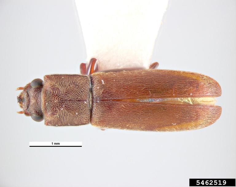 velvety powderpost beetle (Trogoxylon parallelopipedum (Melsheimer, 1846))