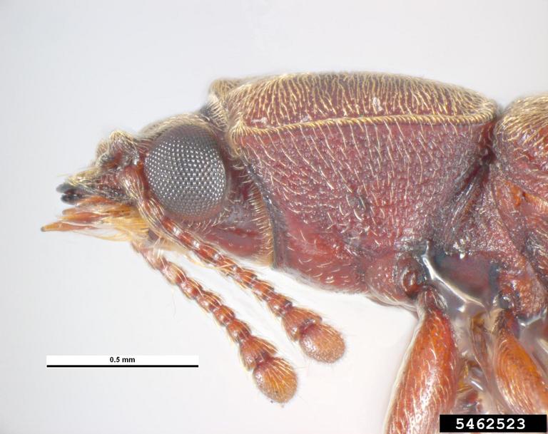 velvety powderpost beetle (Trogoxylon parallelopipedum (Melsheimer, 1846))