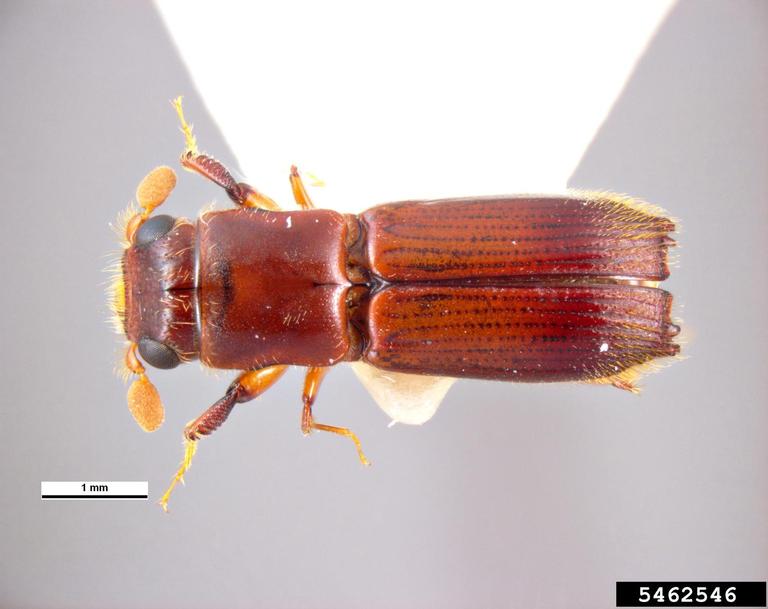 pin-hole borer (Crossotarsus nitescens Schedl, 1979)
