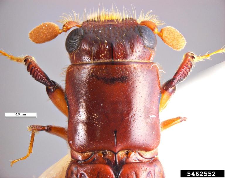 pin-hole borer (Crossotarsus nitescens)