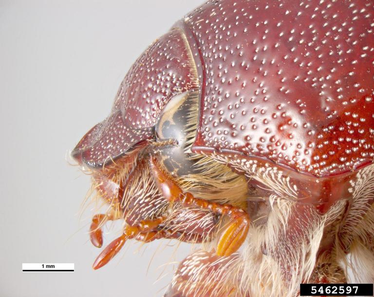 caudata canegrub (Lepidiota caudata)