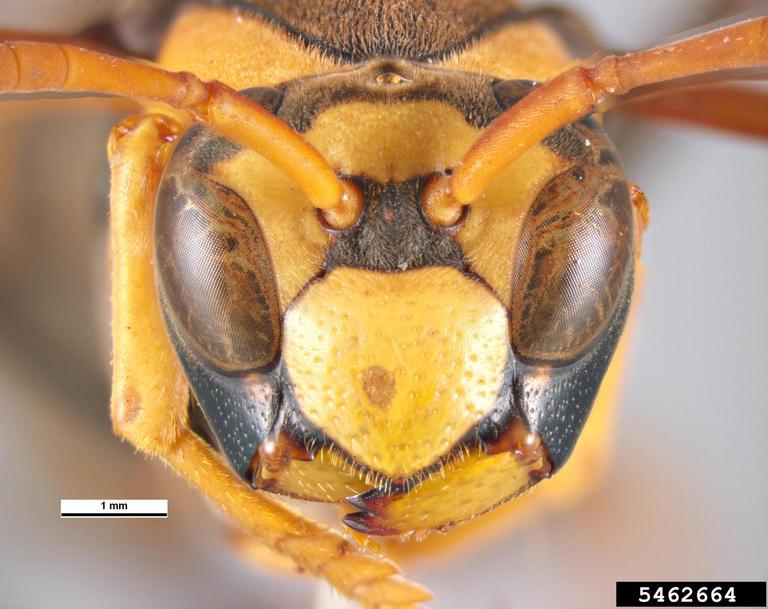 paper wasp (Polistes tepidus (Fabricius))