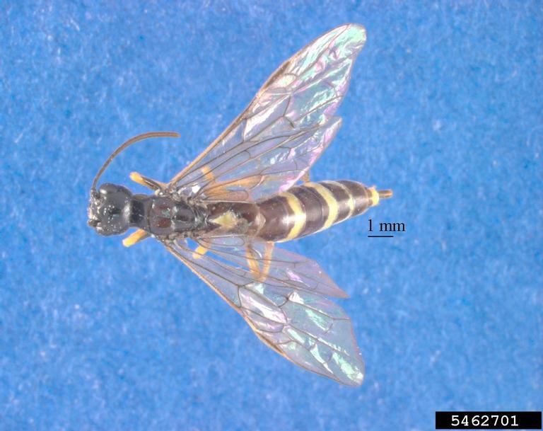 wheat stem sawfly (Cephus cinctus)