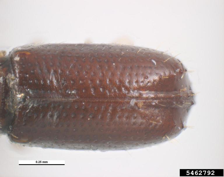 fir bark beetle (Pityophthorus pityographus)