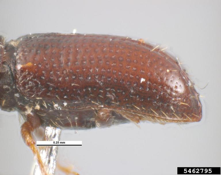 fir bark beetle (Pityophthorus pityographus (Ratzeburg, 1837))