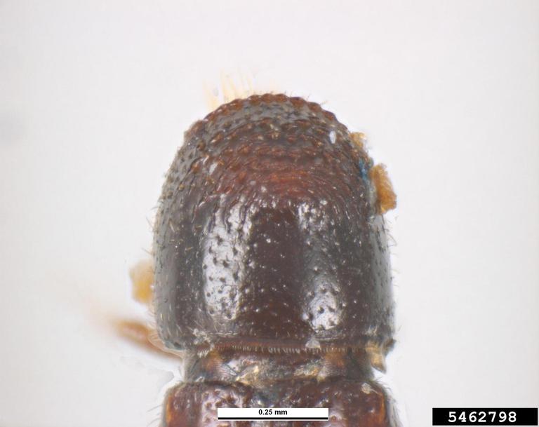 fir bark beetle (Pityophthorus pityographus)