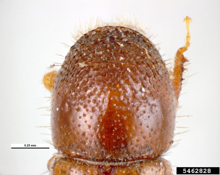 six-toothed spruce bark beetle (Pityogenes chalcographus)