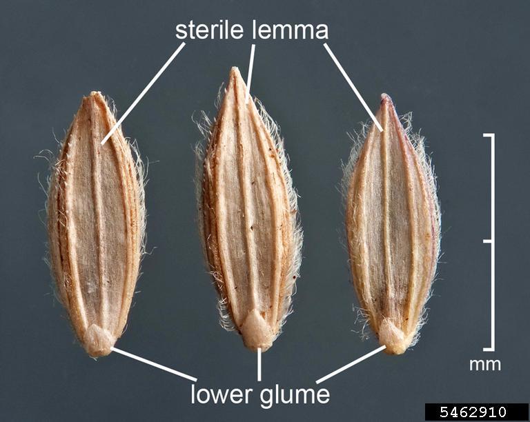 large crabgrass (Digitaria sanguinalis)