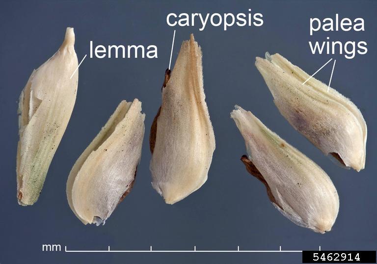 saltgrass (Distichlis spicata (L.) Greene)
