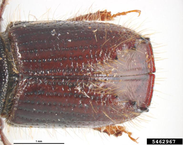 European spruce bark beetle (Ips typographus)