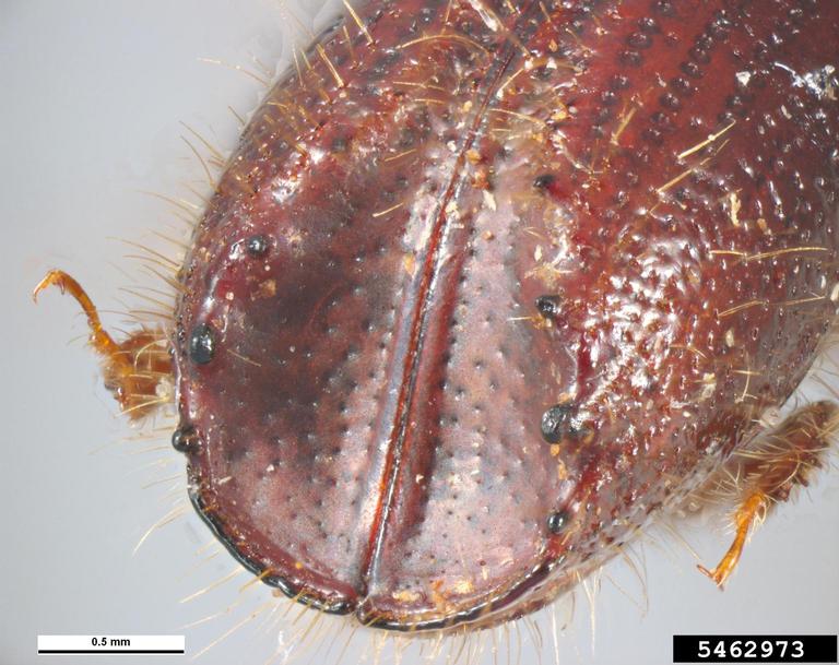 European spruce bark beetle, Ips typographus (Coleoptera: Curculionidae ...
