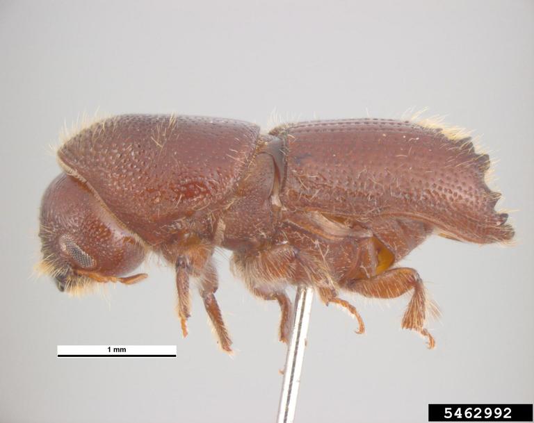 eastern fivespined ips (Ips grandicollis (Eichhoff, 1868))