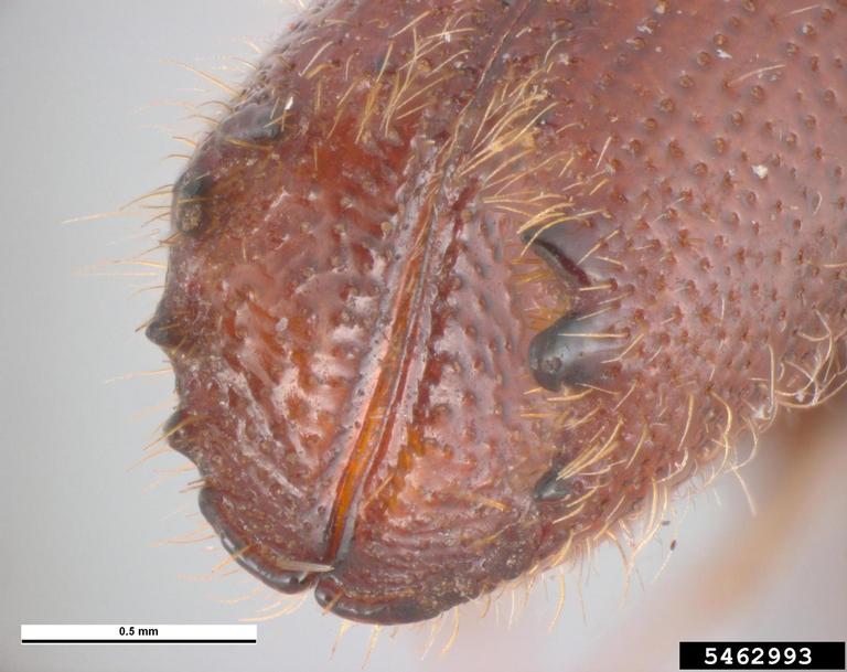 eastern fivespined ips (Ips grandicollis (Eichhoff, 1868))