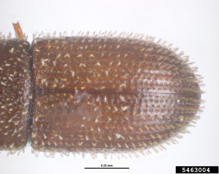 bark beetle (Hypothenemus seriatus)