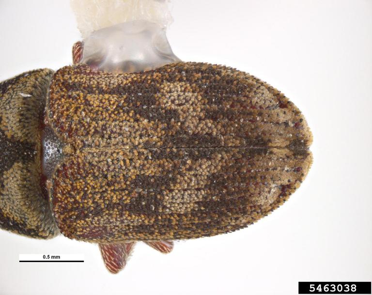 eastern ash bark beetle (Hylesinus aculeatus)
