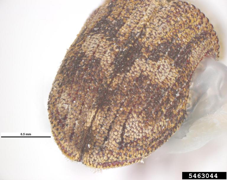 eastern ash bark beetle, Hylesinus aculeatus (Coleoptera: Curculionidae ...