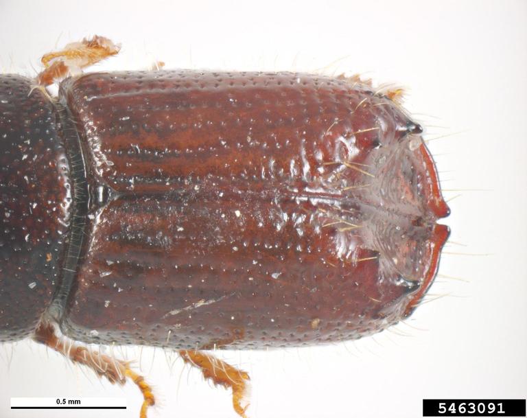 engraver beetle (Ips acuminatus (Gyllenhal, 1827))