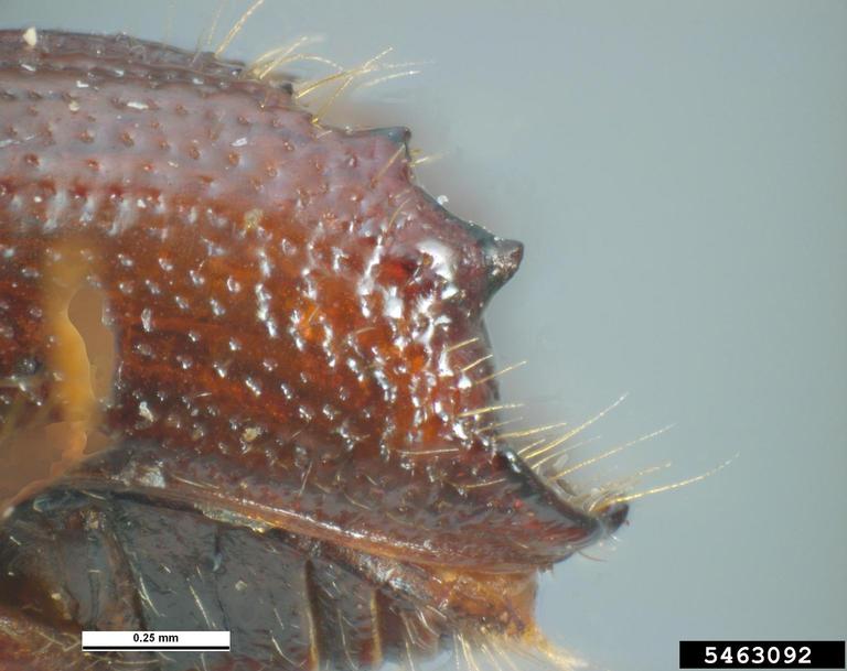 engraver beetle (Ips acuminatus (Gyllenhal, 1827))