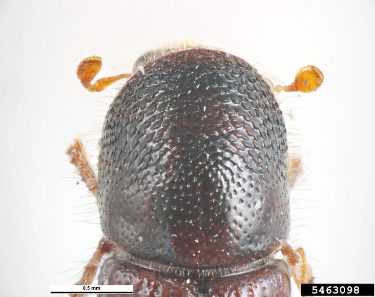 engraver beetle, Ips acuminatus (Coleoptera: Curculionidae) - 5463098