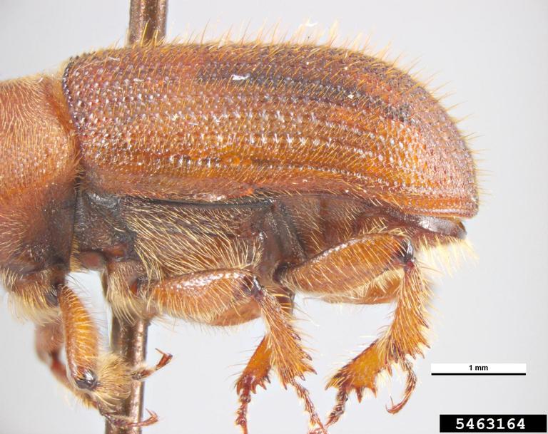 red turpentine beetle (Dendroctonus valens LeConte, 1860)