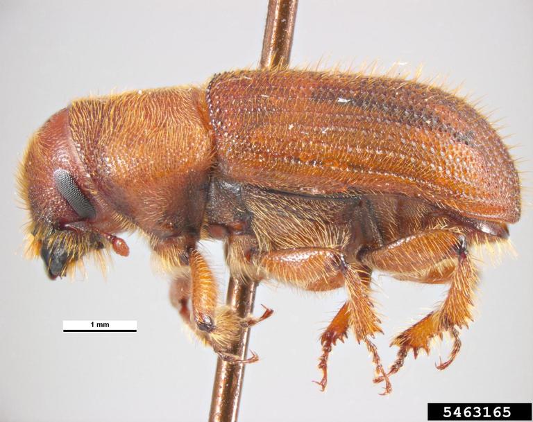 red turpentine beetle (Dendroctonus valens LeConte, 1860)
