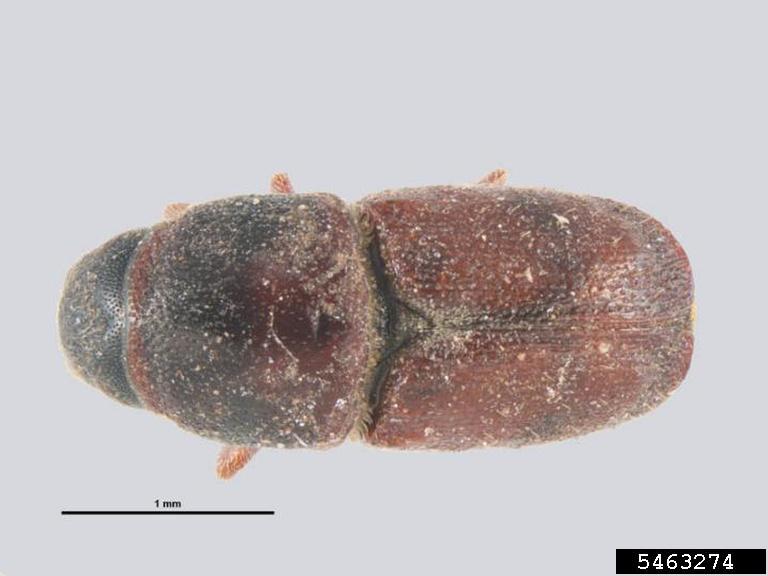 banded elm bark beetle (Scolytus schevyrewi Semenov, 1902)