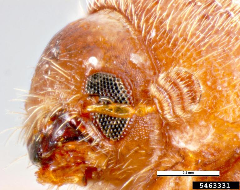 mango bark beetle (Hypocryphalus mangiferae)