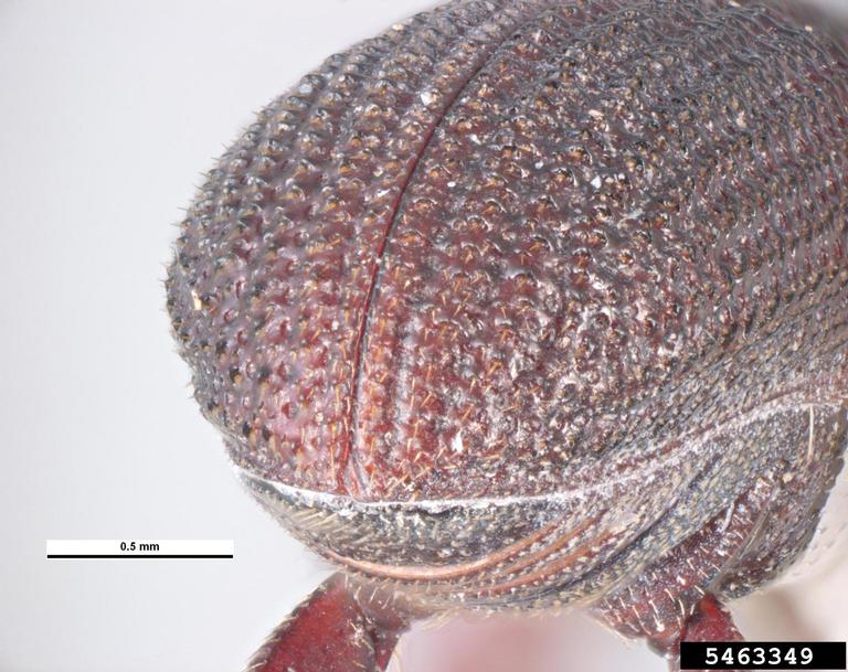 bark beetle (Hylastes salebrosus Eichhoff, 1868)